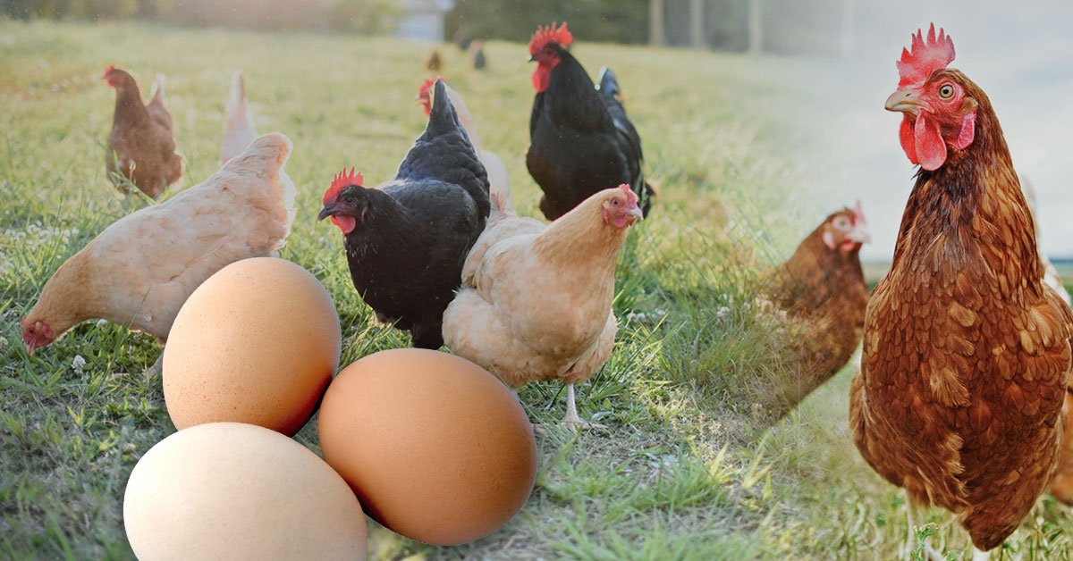 Tipos De Razas De Aves De Corral Razas De Gallinas | PPT